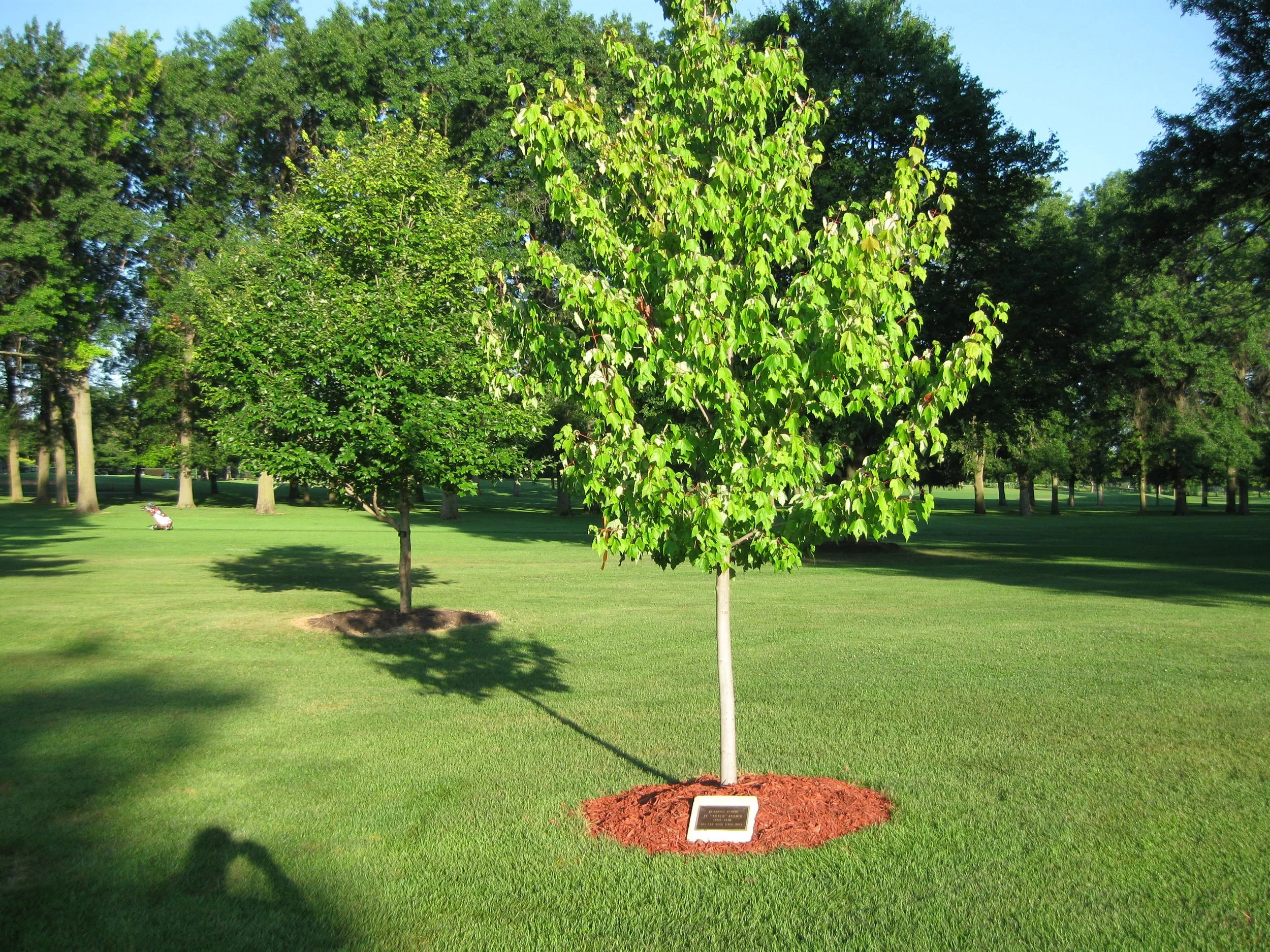 Memorial Trees — Rockford Park District Foundation