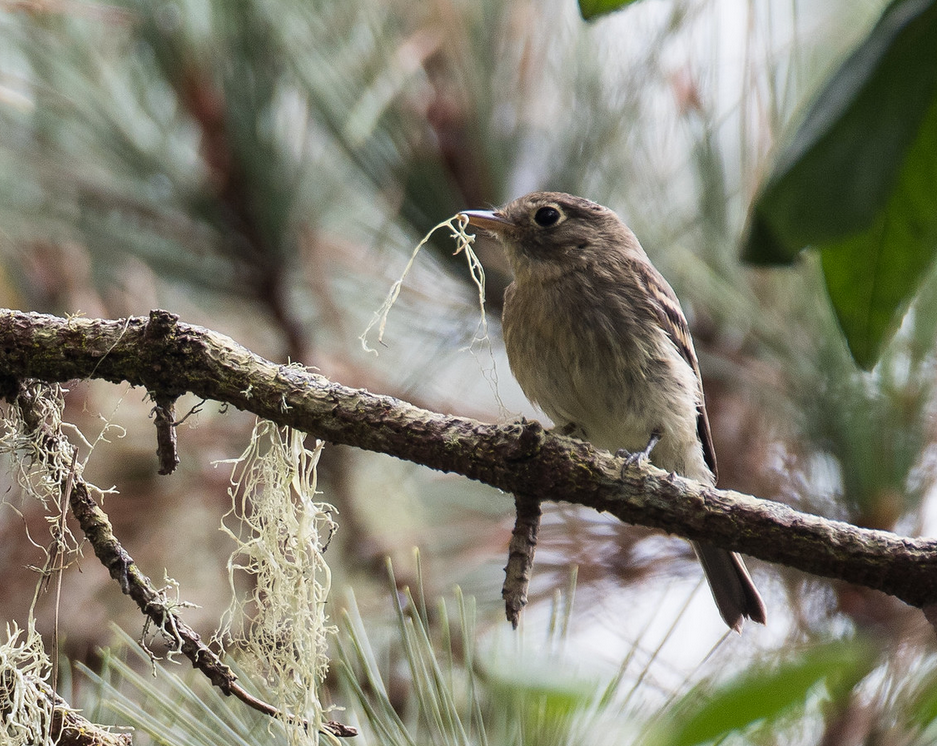 Bird Nesting Season — Monterey Audubon Society