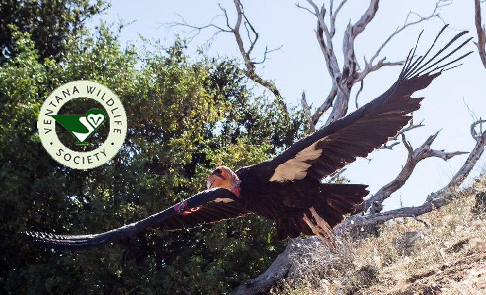 YOUNG BIRDERS — Monterey Audubon Society