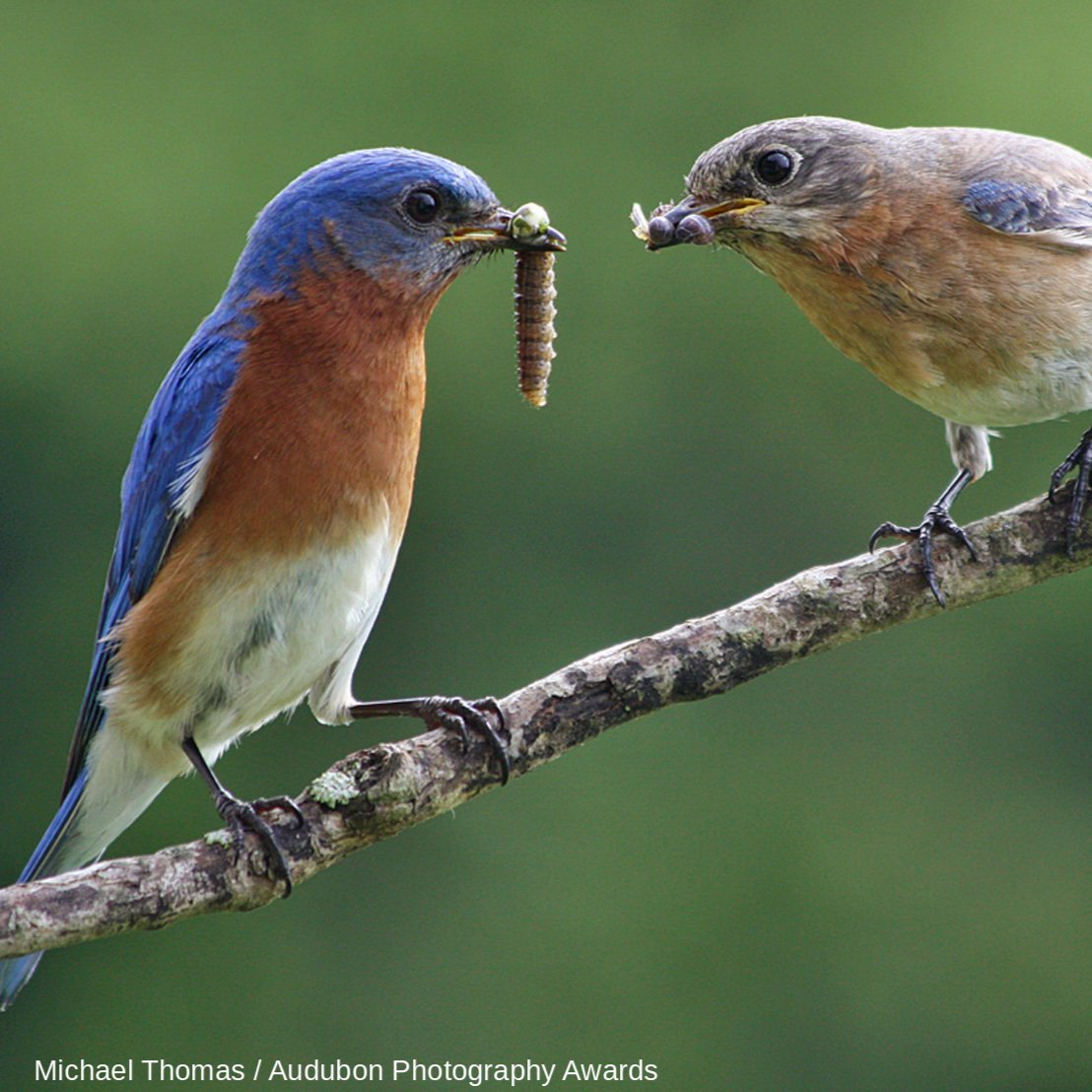 How To Help Birds — Monterey Audubon Society