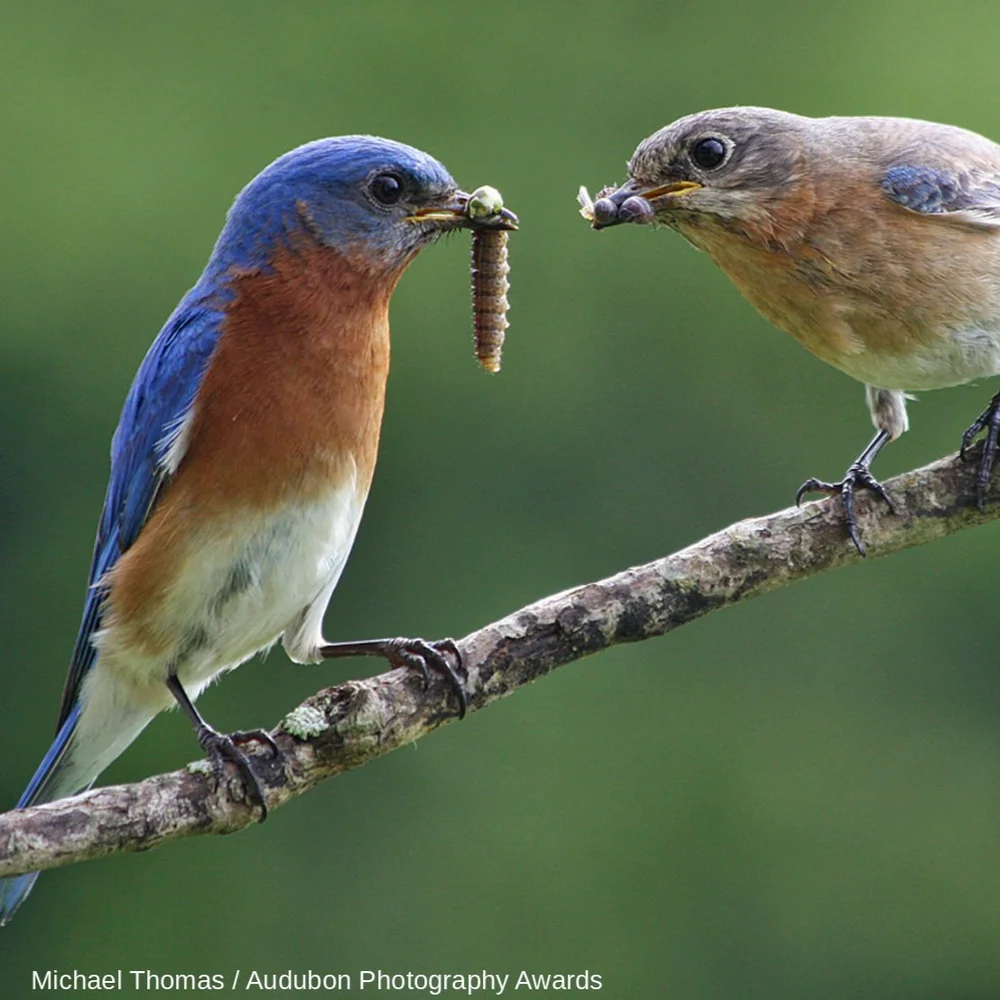 How To Help Birds — Monterey Audubon Society