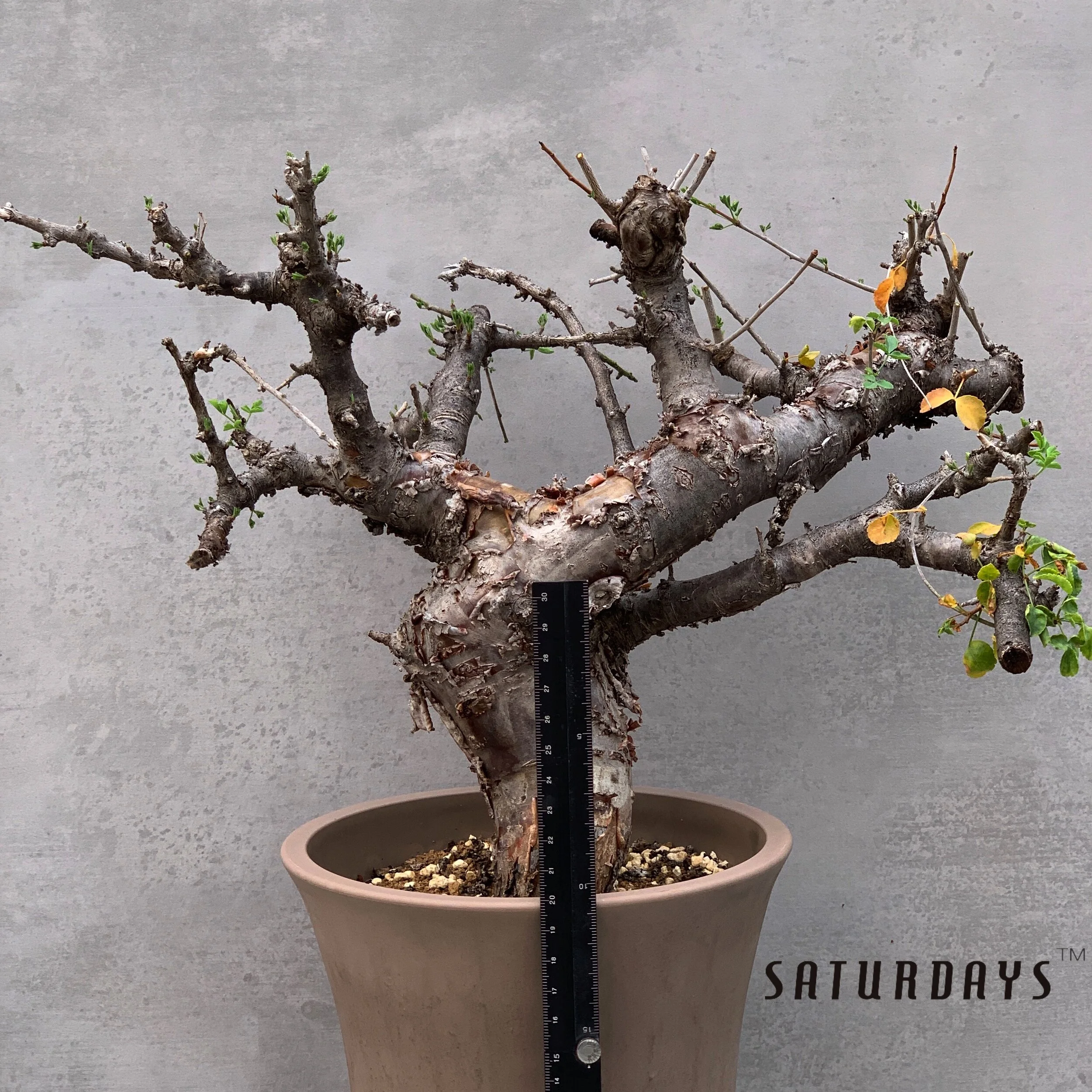 Commiphora boranensis Style A — SATURDAYS Succulents