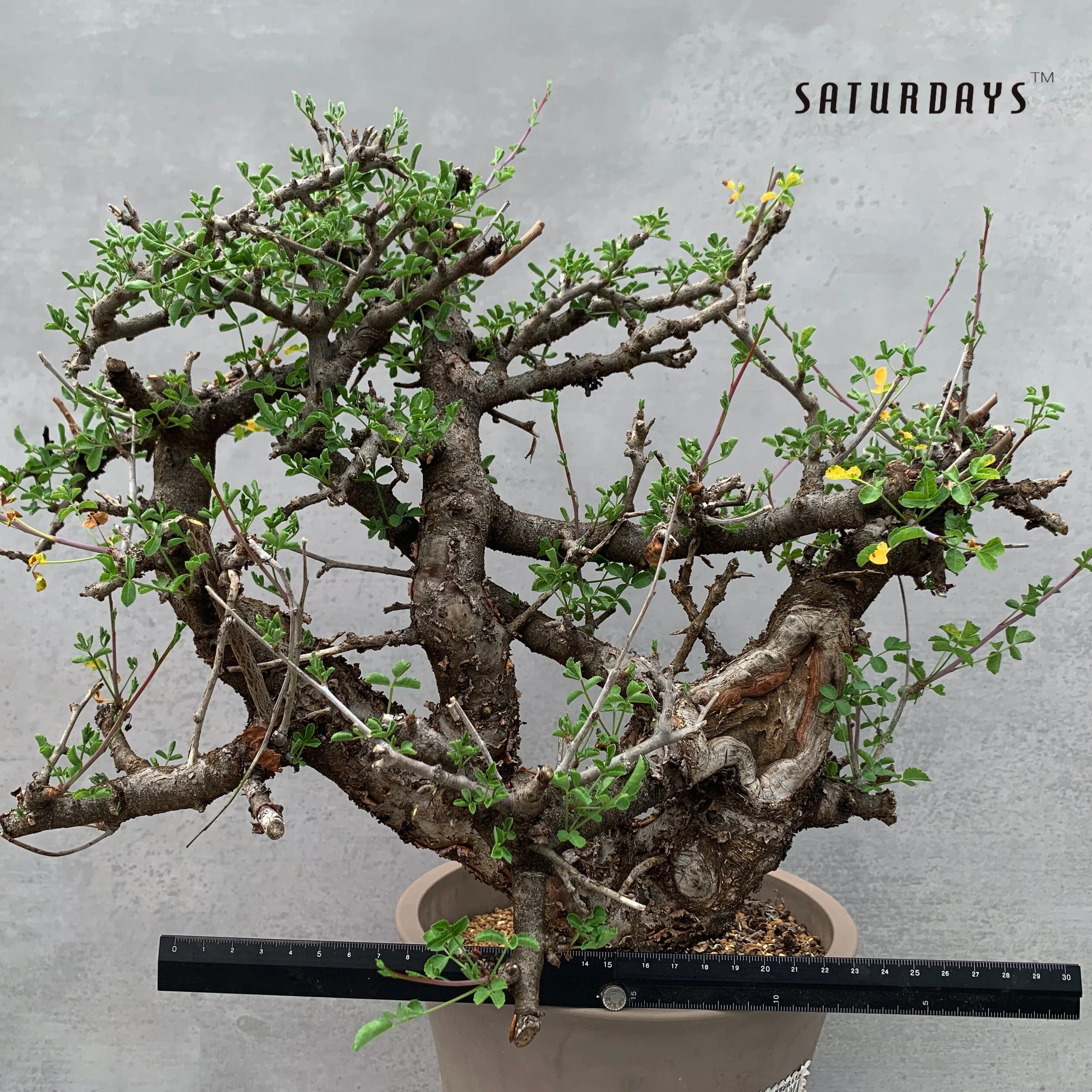 Burseraceae — SATURDAYS Succulents