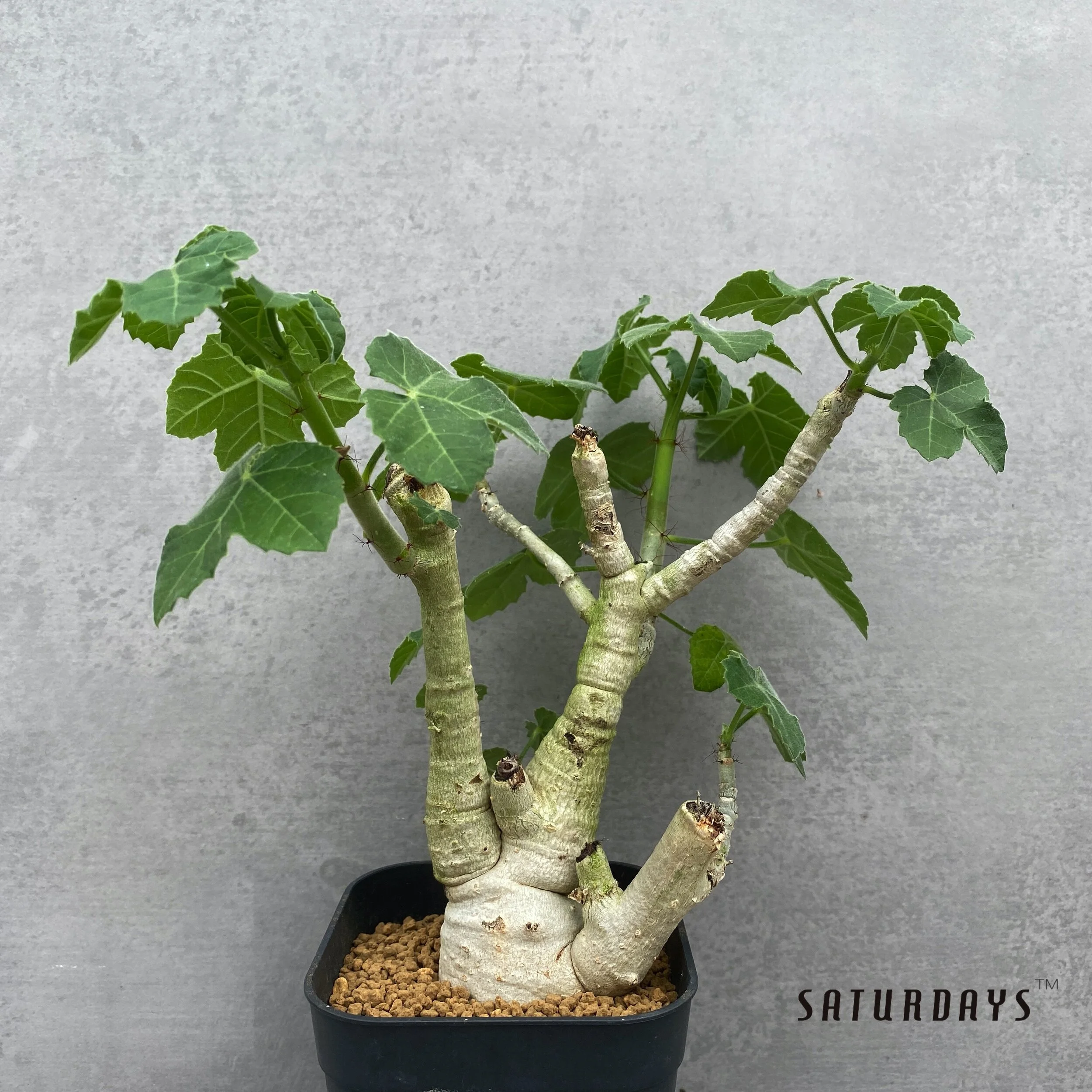 Jatropha spicata — SATURDAYS Succulents