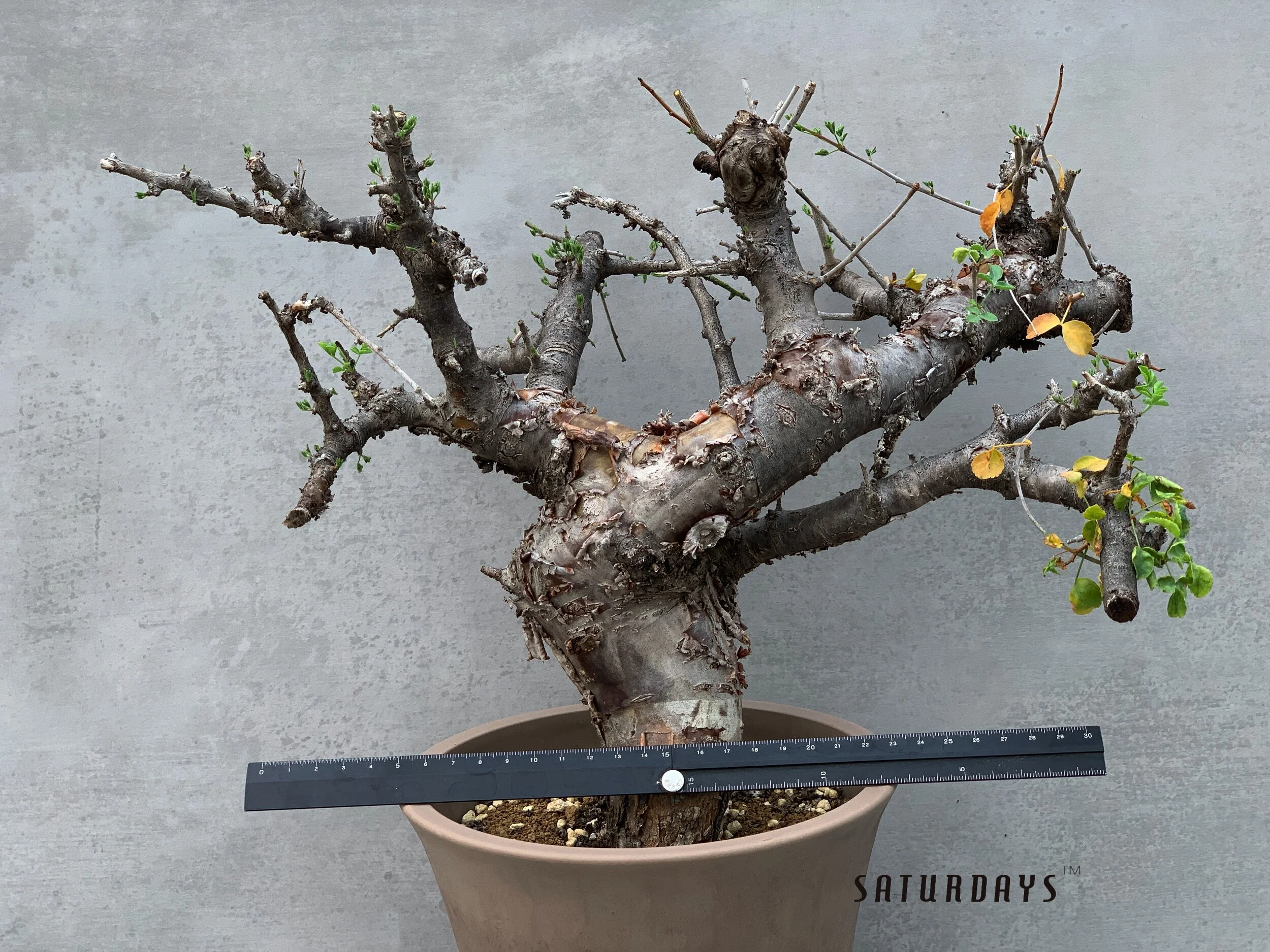 Commiphora boranensis Style A — SATURDAYS Succulents