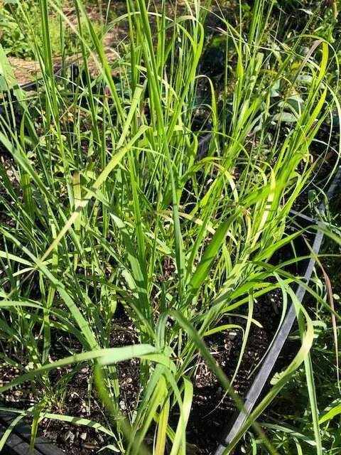 Switchgrass (roots) — Black Creek Farm & Nursery