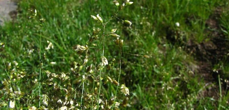 Black Creek Farm & Nursery
