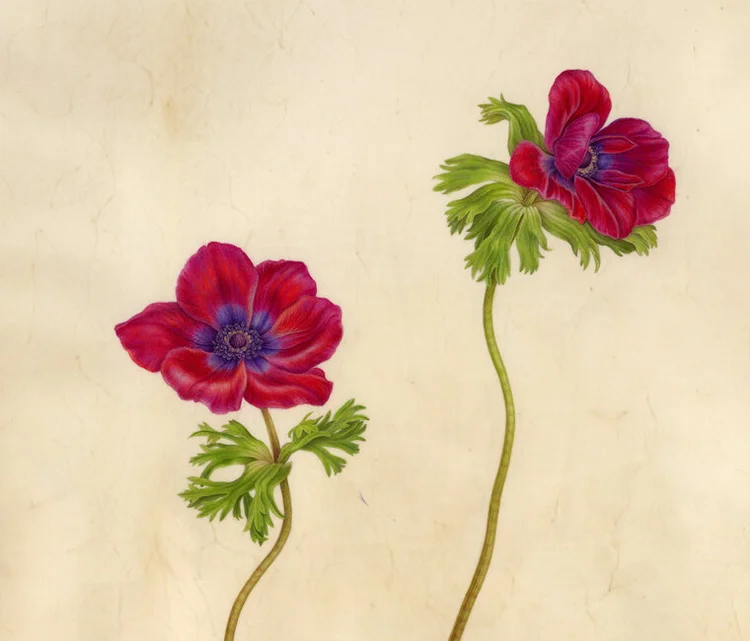 Botanical Art Workshops — Carol Woodin Botanical Art