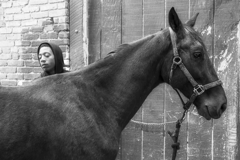 A Baltimore Horse Story — Working Image Photography / Robert Sullivan