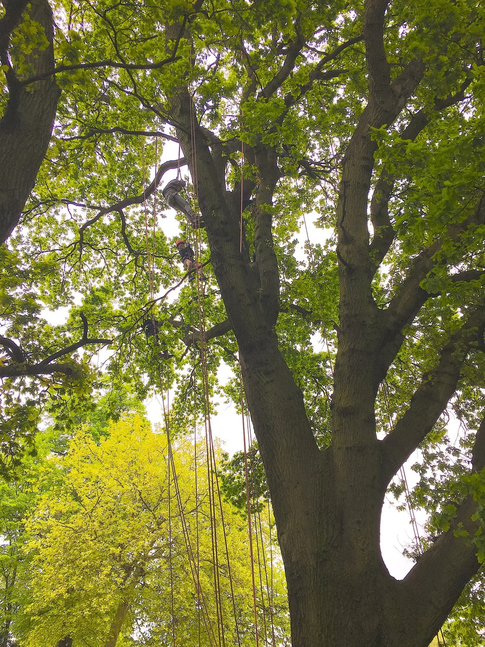 Tree climbing for grown ups — These Are The Heydays