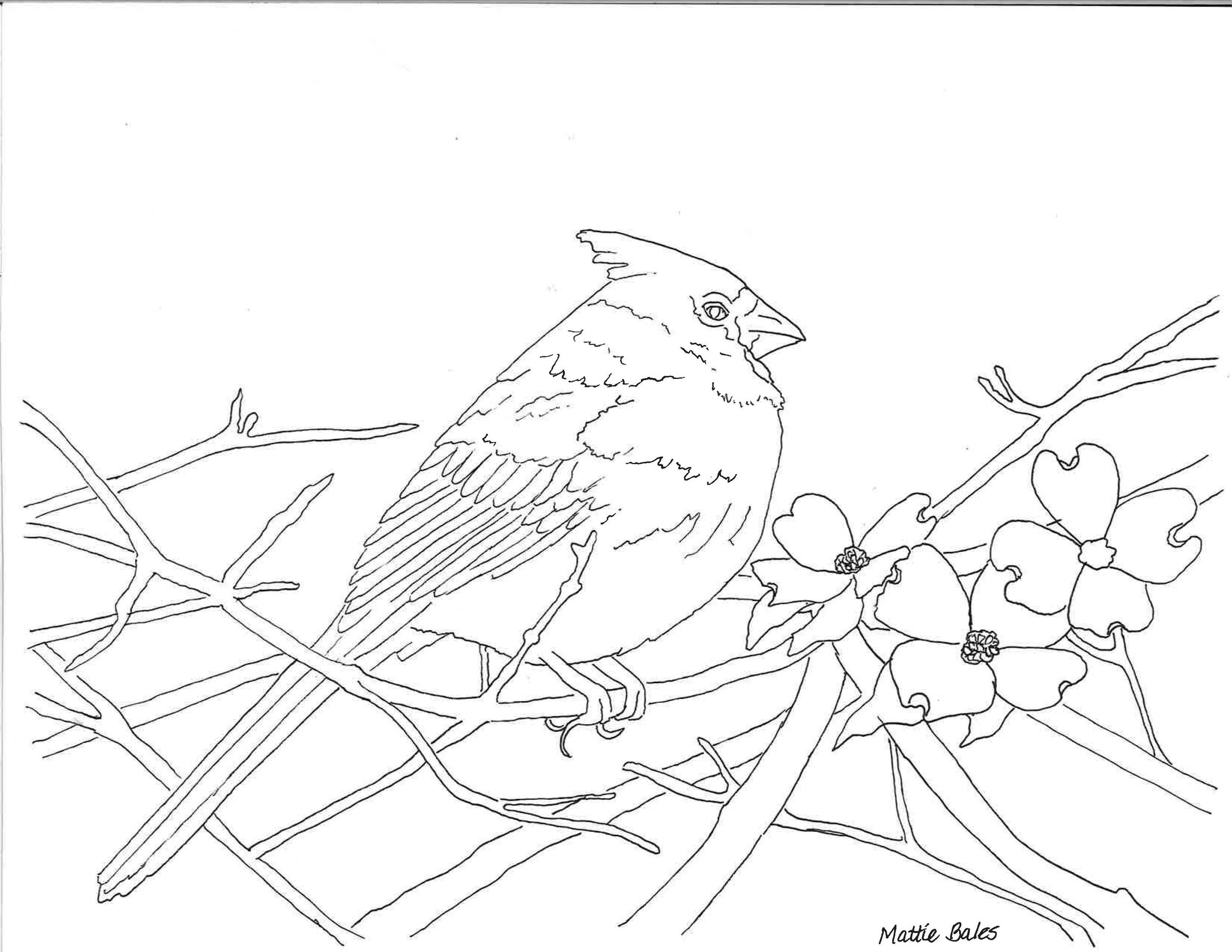 Cardinal Head Coloring Pages