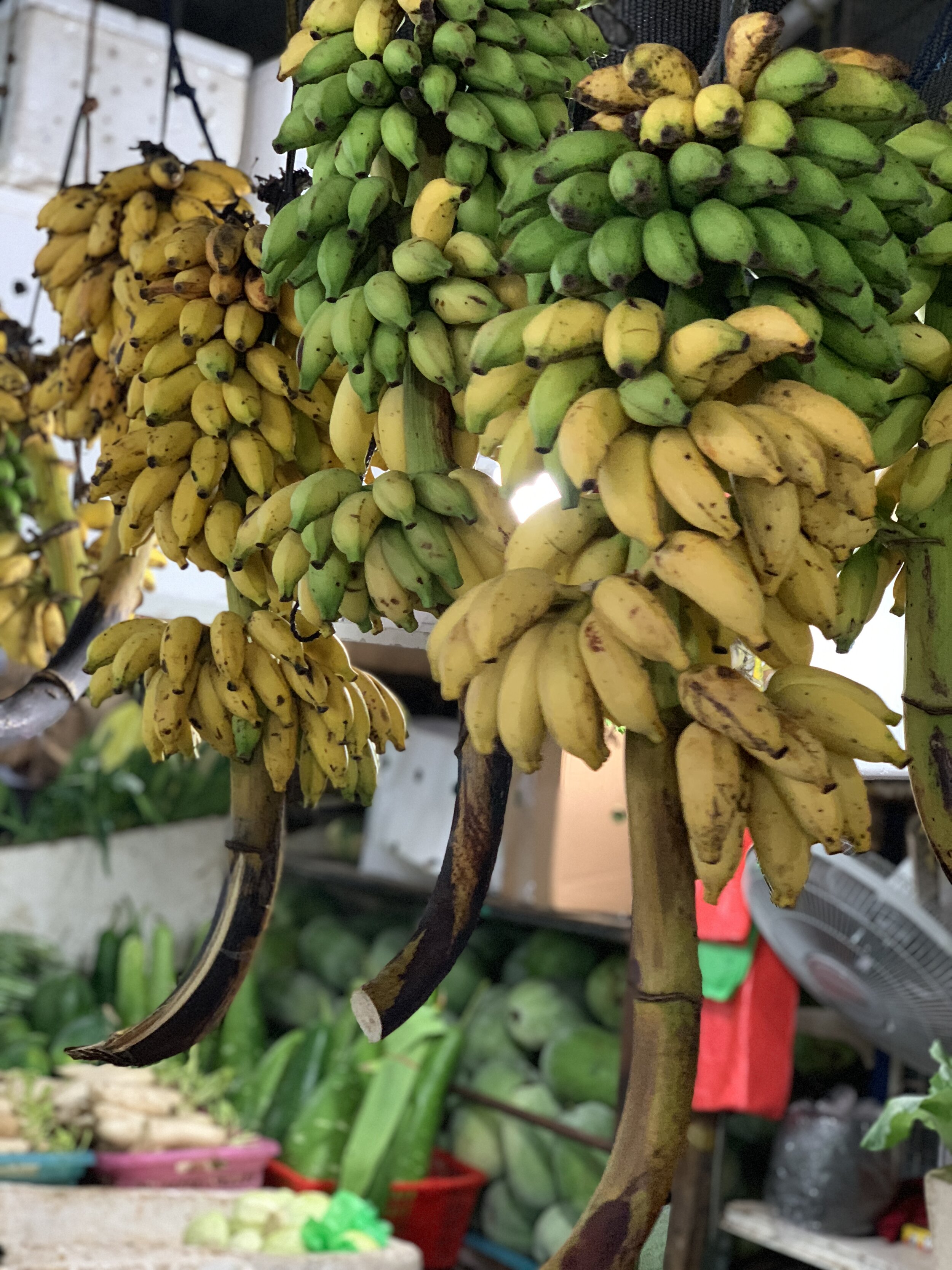 Architectural Ecologies Lab Team Leads Research Trip to the Maldives ...