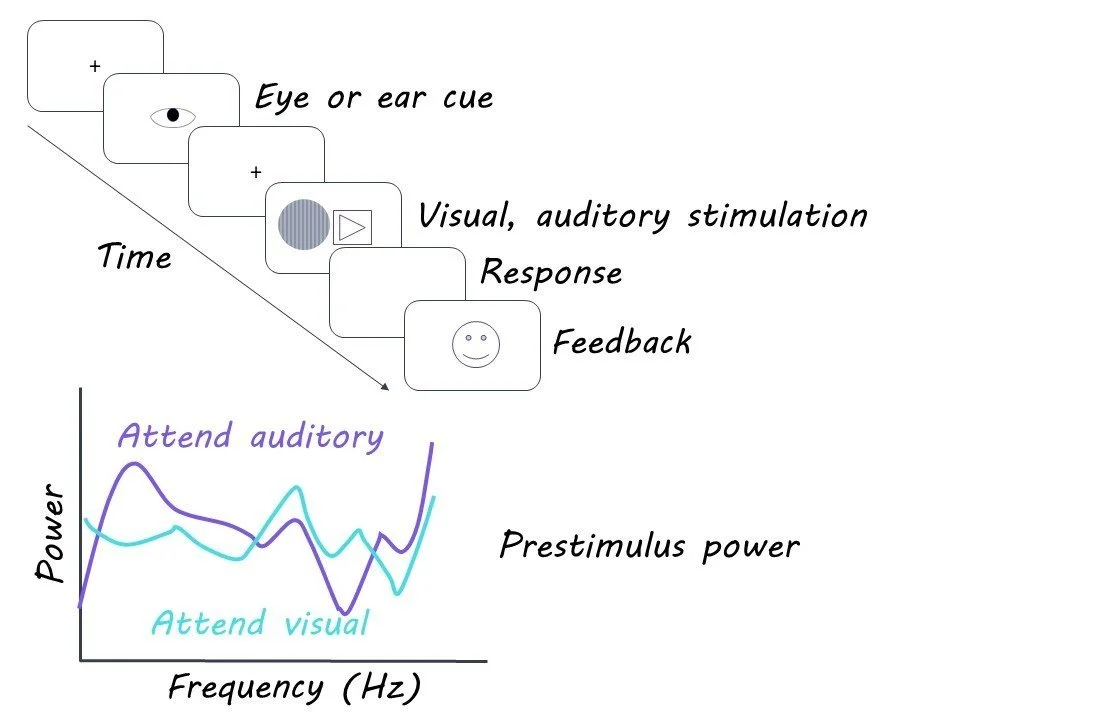Selective Attention Modulates Activity in the Auditory Nerve ...