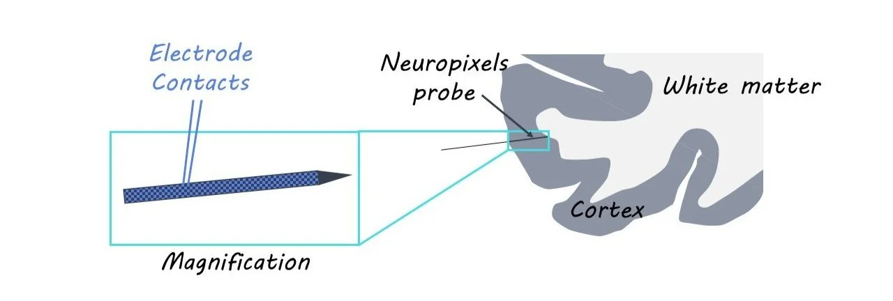 The Use of Neuropixels Probes in Humans — BrainPost | Easy-to-read ...