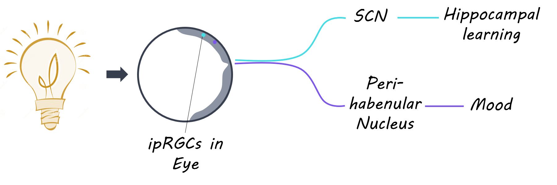 Retina-Brain Projections Mediate Light-Dependent Changes in Mood and ...