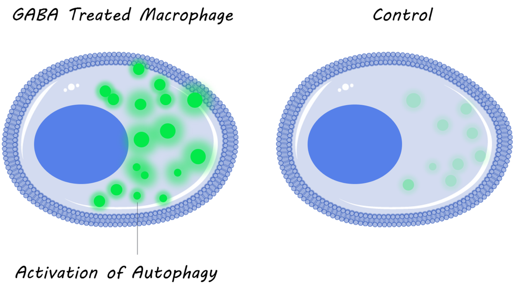 The Role of Neurotransmitter GABA in Immune System Response to ...