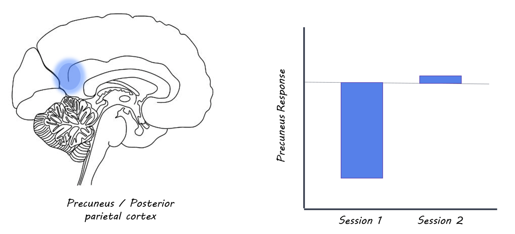 Posterior Parietal Cortex Encodes Memory Engrams — BrainPost | Easy-to ...