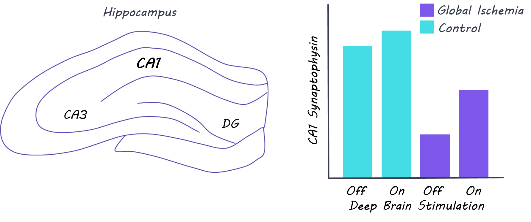 Deep Brain Stimulation Improves Spatial Memory in Rat Model of Global Ischemia — BrainPost ...
