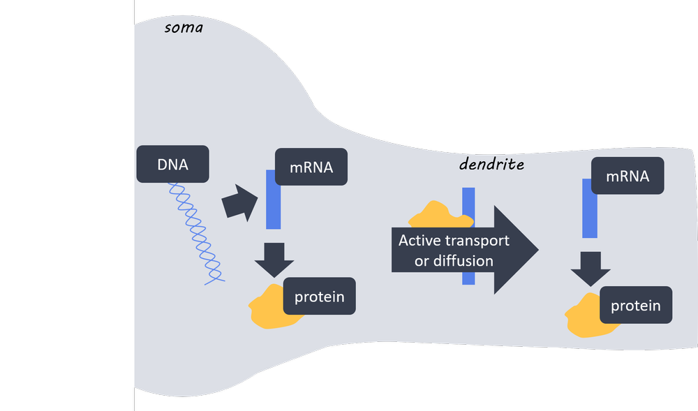 mRNA Localization and Protein Synthesis in Neurons — BrainPost | Easy ...