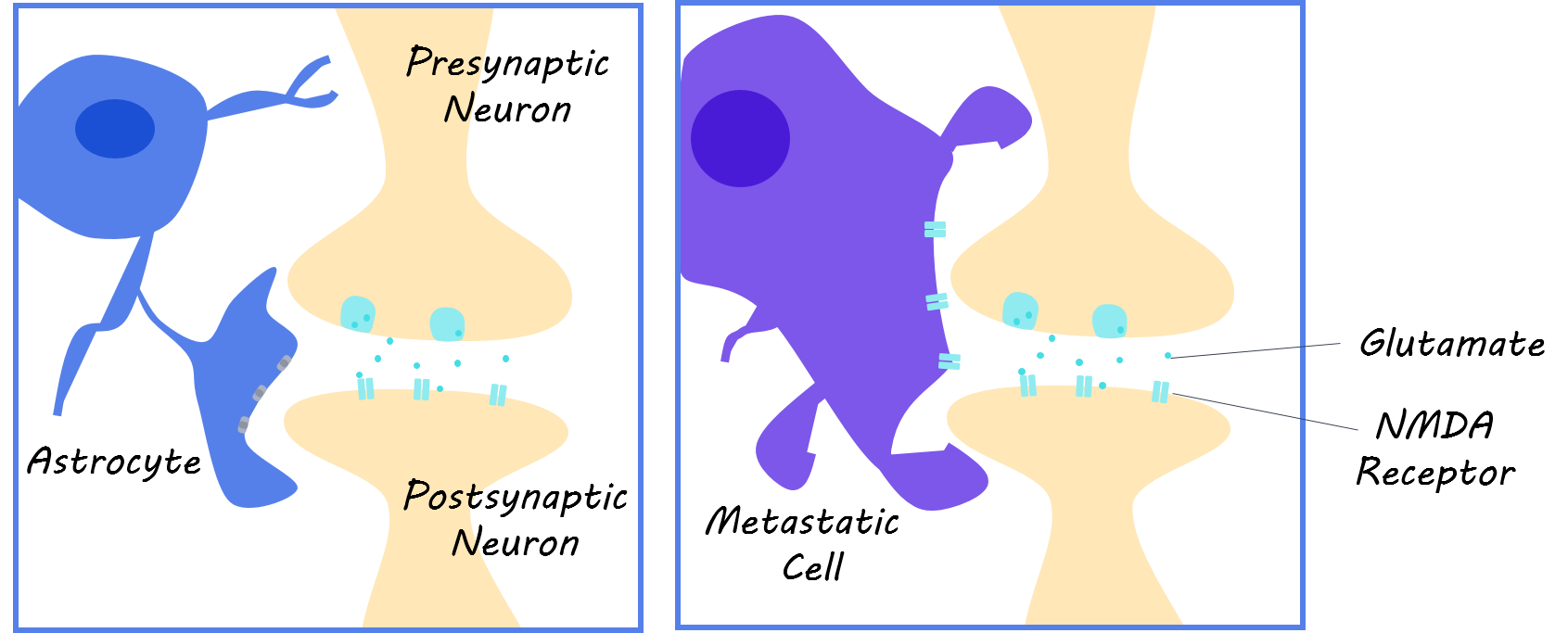 Cancer Cells Form Pseudo-Synapses with Neurons To Promote Brain ...