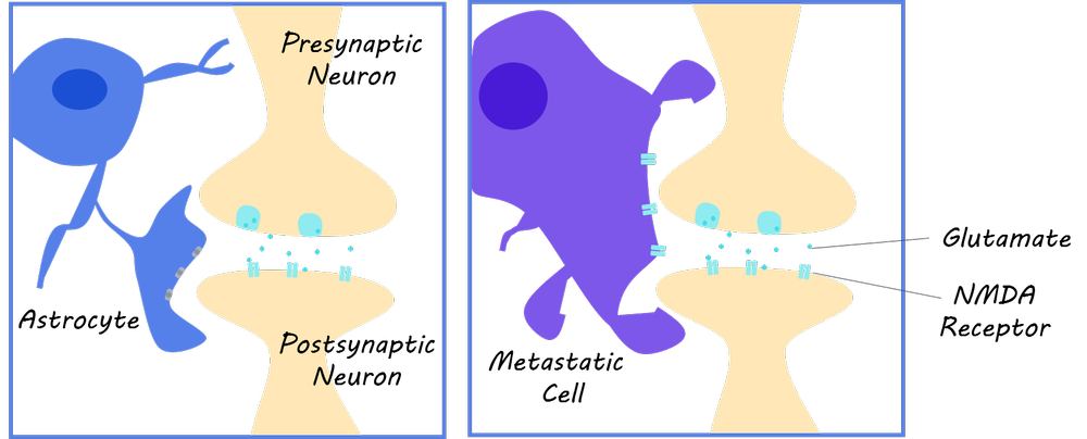 Cancer Cells Form Pseudo-Synapses with Neurons To Promote Brain ...