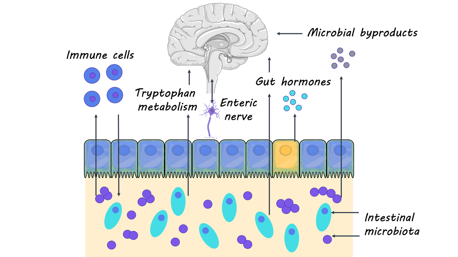 The Role of Gut Microbes in Neurological Disorders — BrainPost | Easy ...