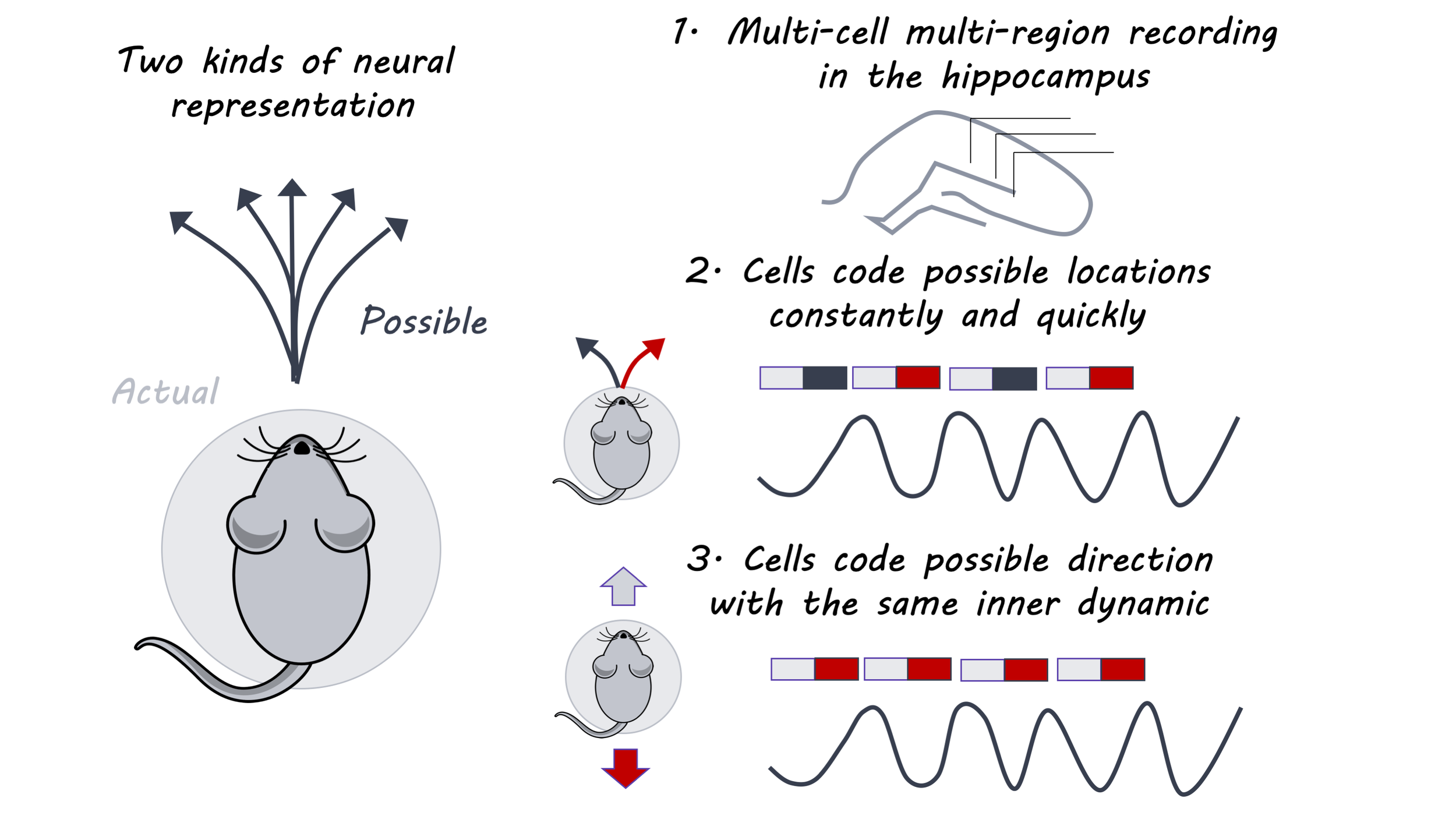Hypothetical Experiences Encoded by Fast, Regular Firing of Hippocampal ...