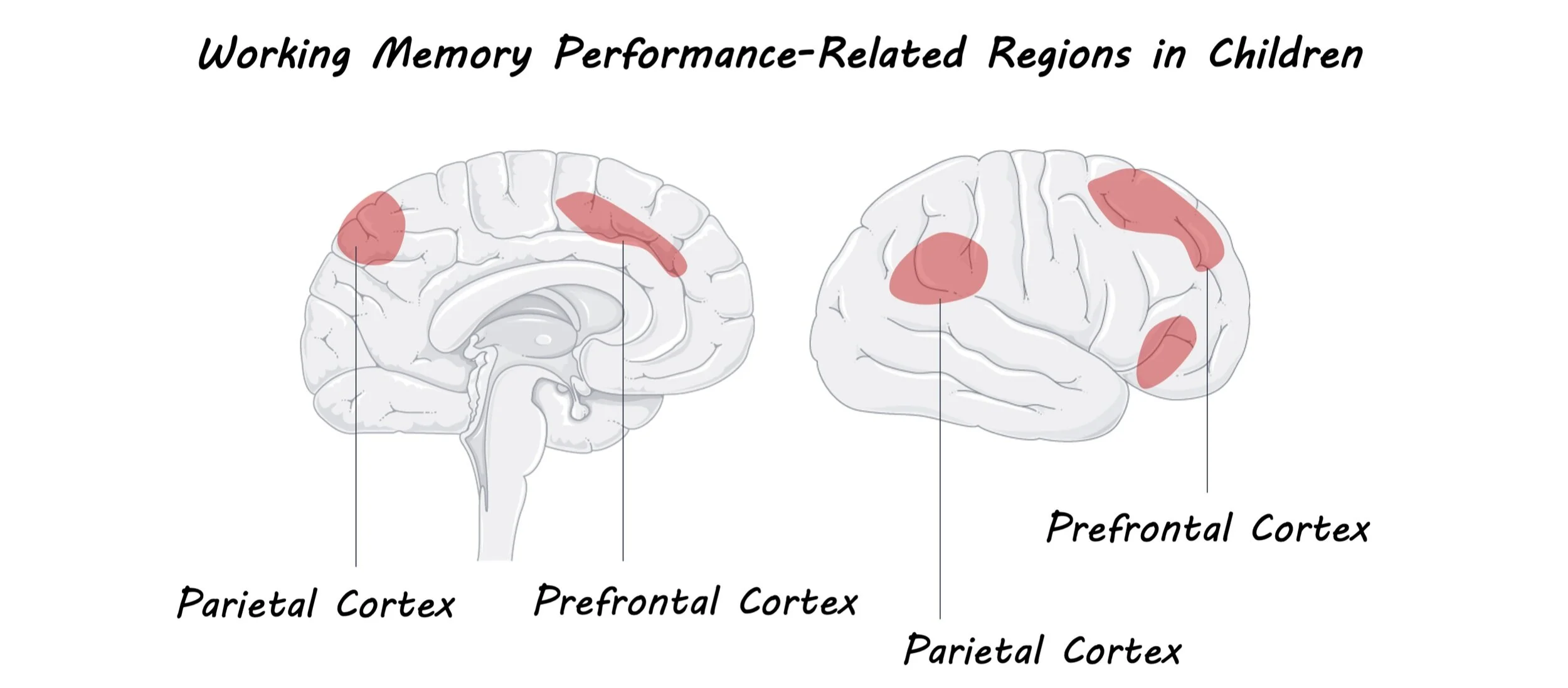 Memory Brain Diagram