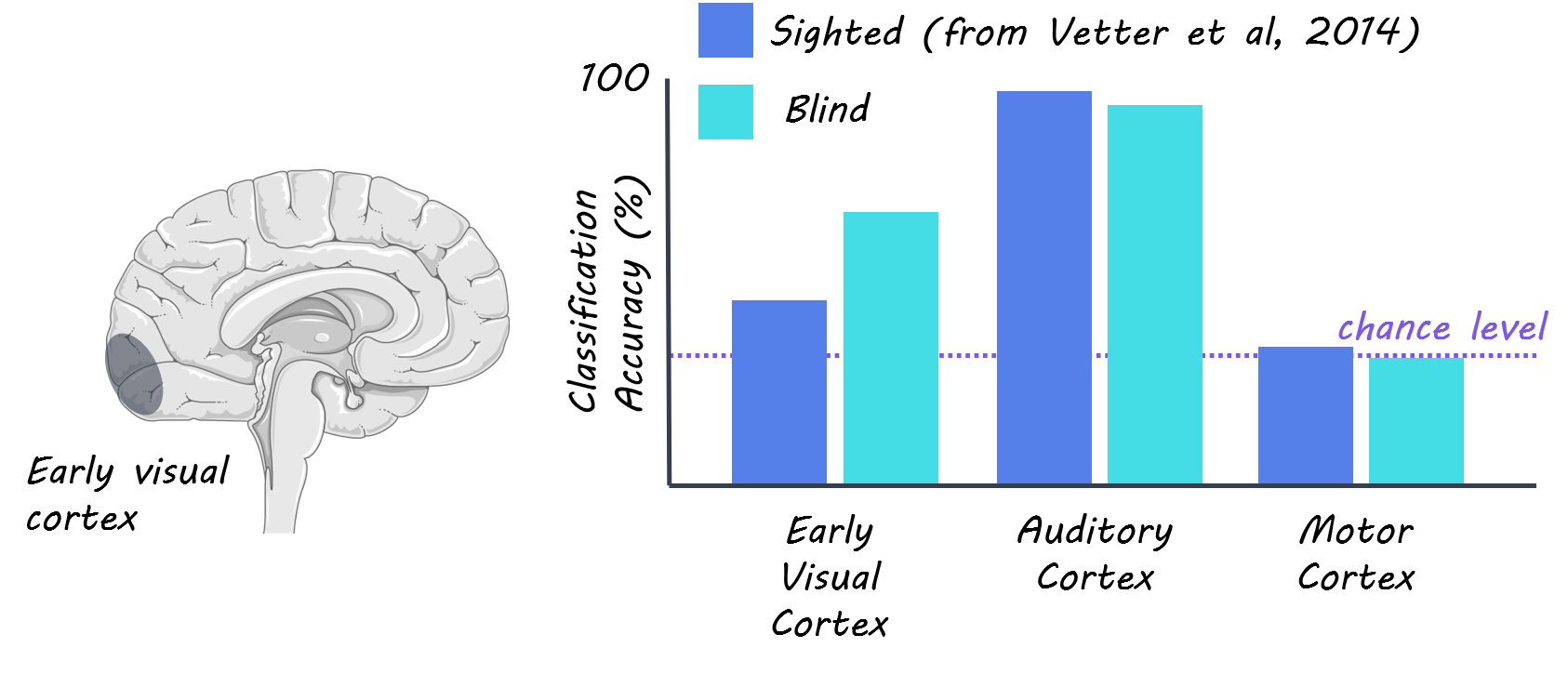 Decoding Of Natural Sounds In Congenitally Blind Individuals