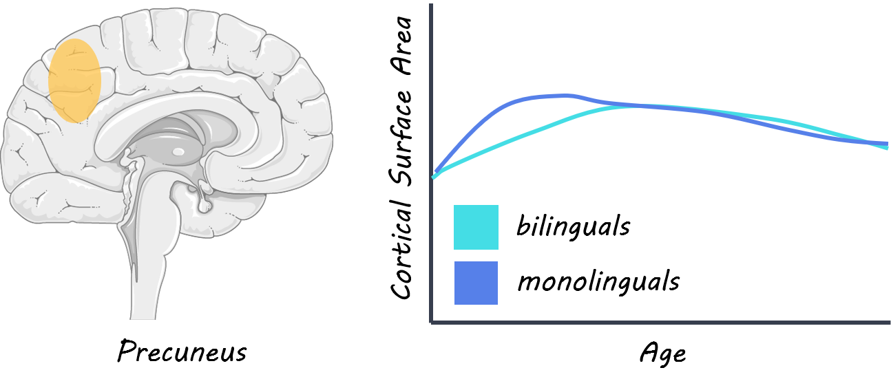 Bilingual Brain Vs Monolingual Brain