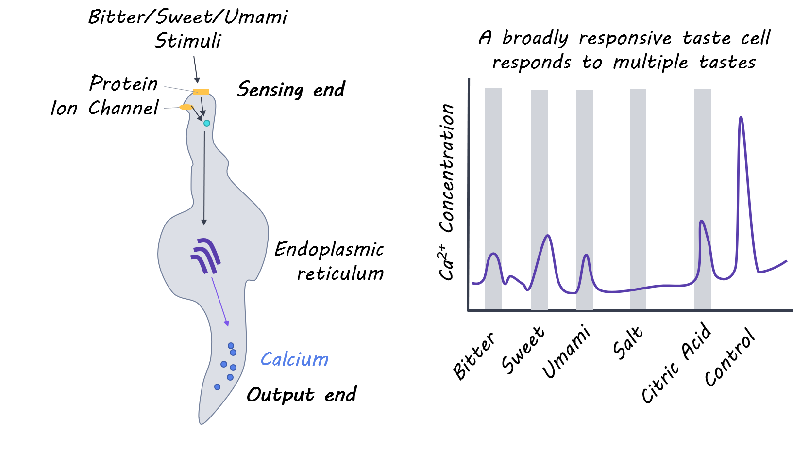 Discovery of a New Taste Receptor — BrainPost | Easy-to-read summaries ...