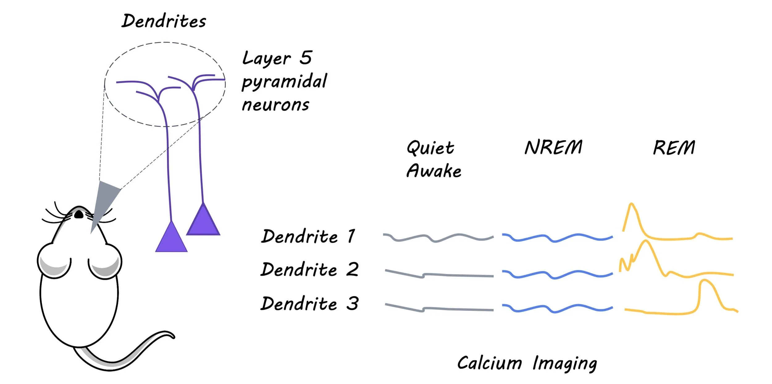 REM Sleep is Necessary for Experience-Dependent Plasticity — BrainPost ...