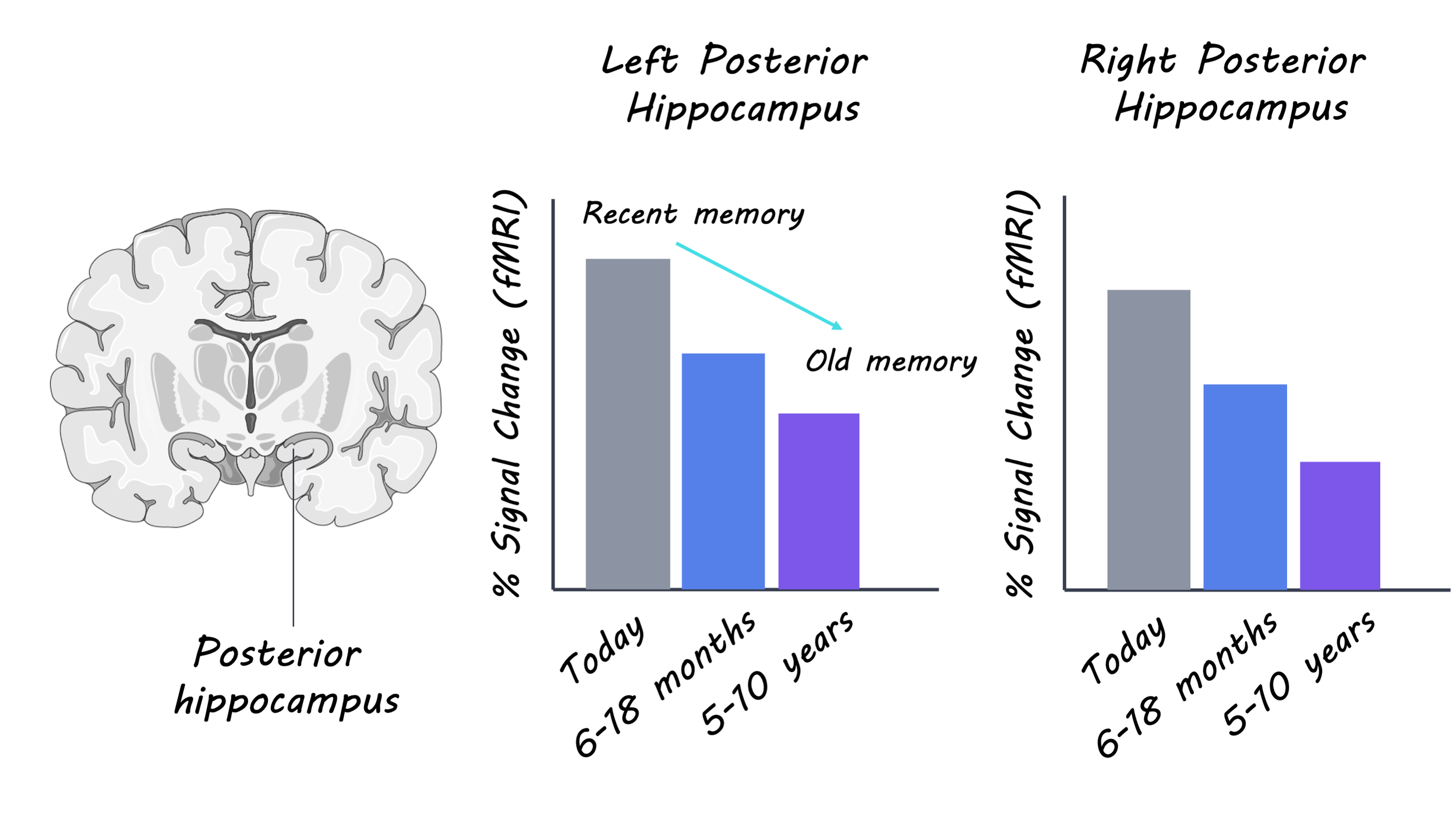 The Time-Limited Role of the Hippocampus in Memory Retrieval ...