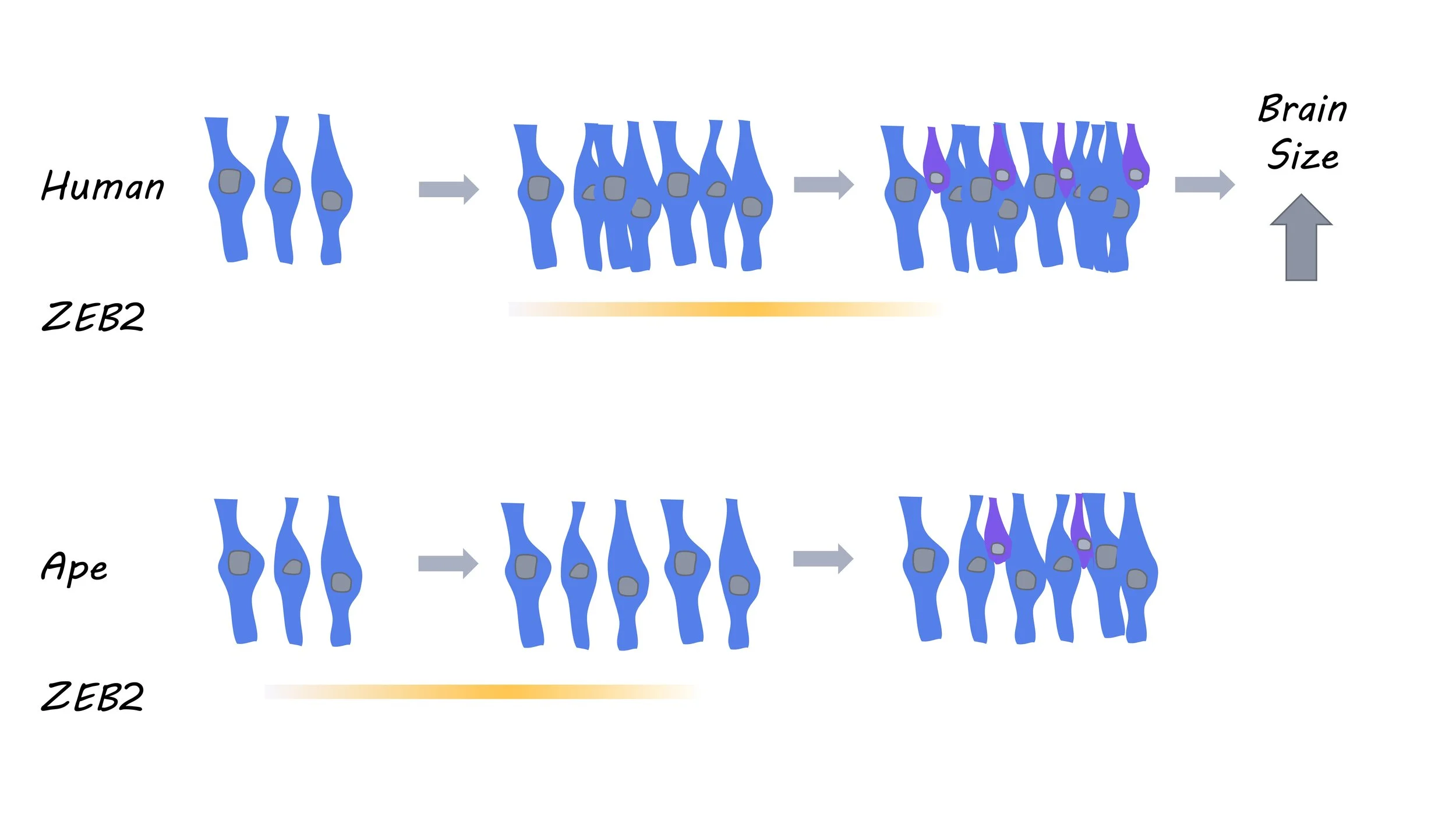 Evolutionary Expansion of the Human Forebrain — BrainPost | Easy-to ...