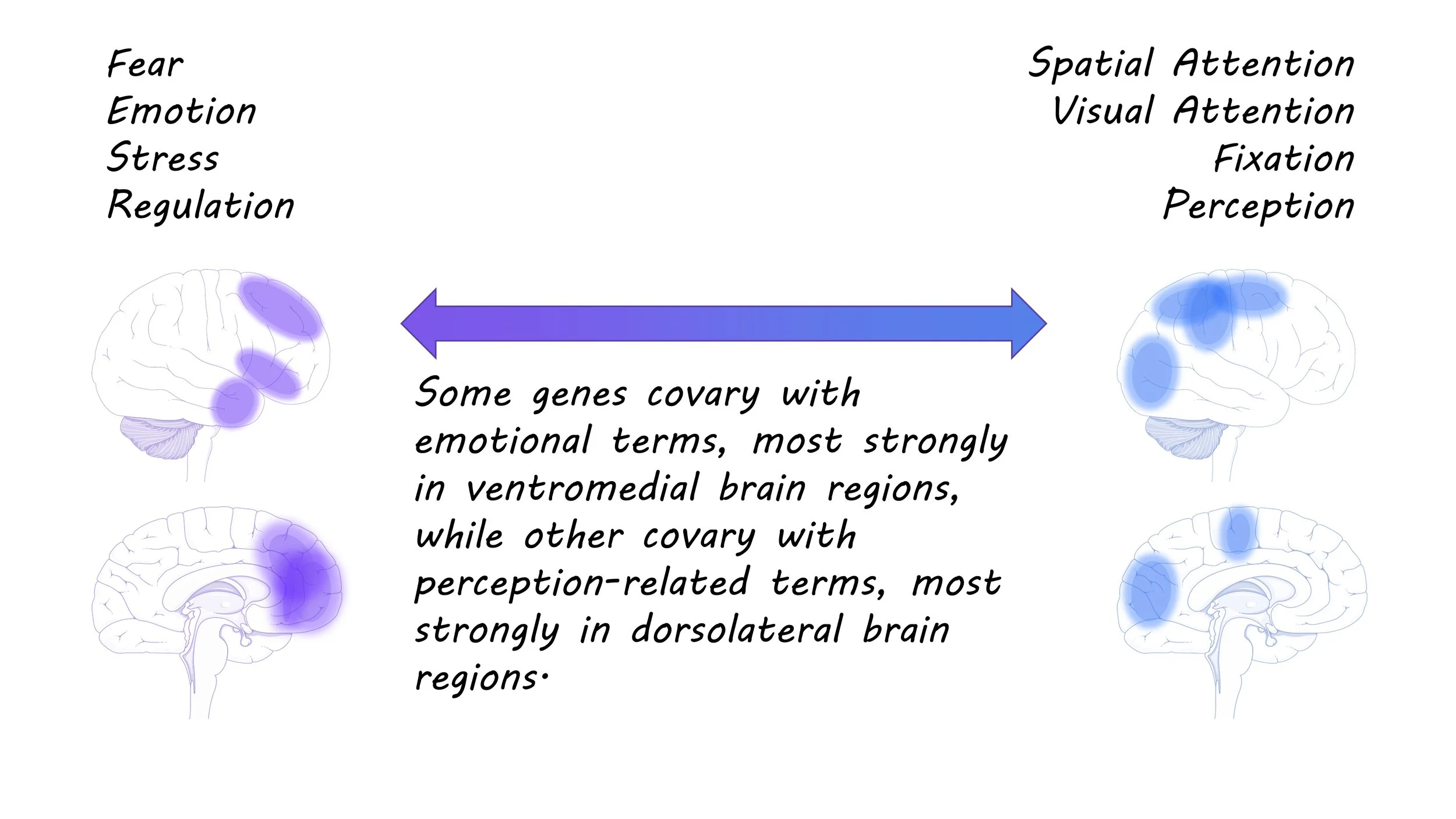 Mapping Gene Transcription and Neurocognition Across Human Neocortex ...