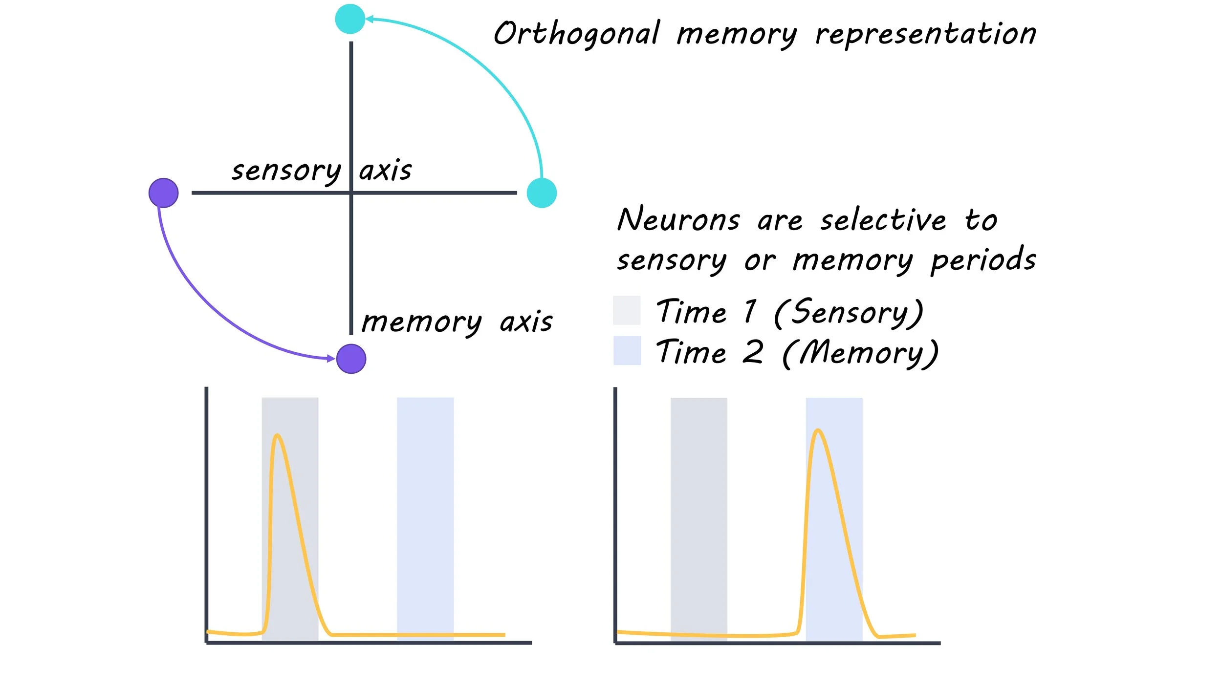 How Memories are ‘Rotated’ to Avoid Sensory Interference — BrainPost ...