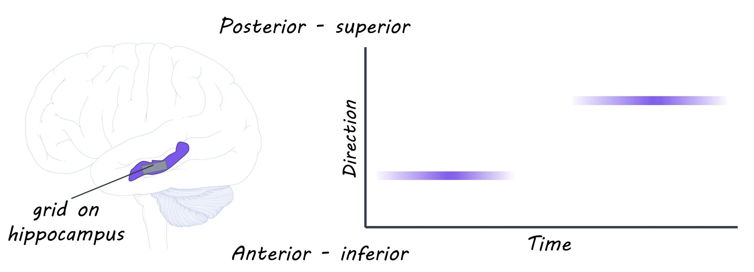 Brain Waves Travel in Both Directions in the Hippocampus — BrainPost ...