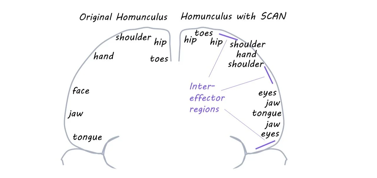 A New Network for Mapping Movement in the Brain — BrainPost | Easy-to ...