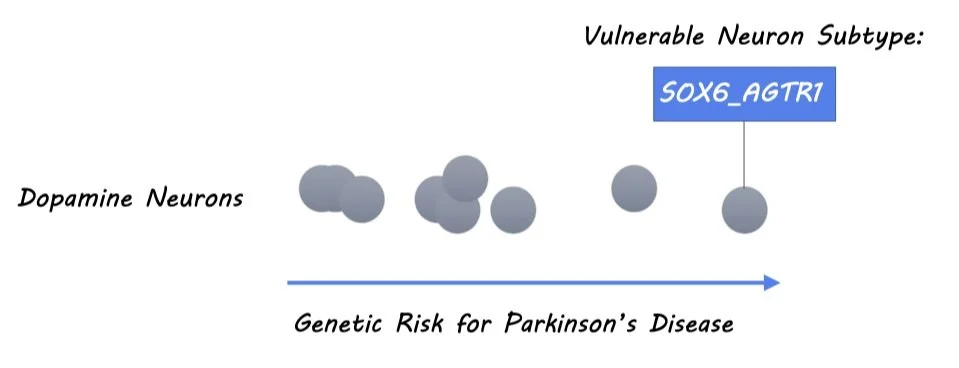 A Subtype of Dopamine Neurons is Vulnerable to Neurodegeneration in ...