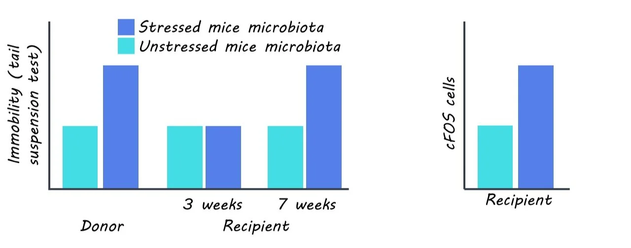 Changes in Gut Microbiota Lead to Depressive Behavior Through the Vagus ...