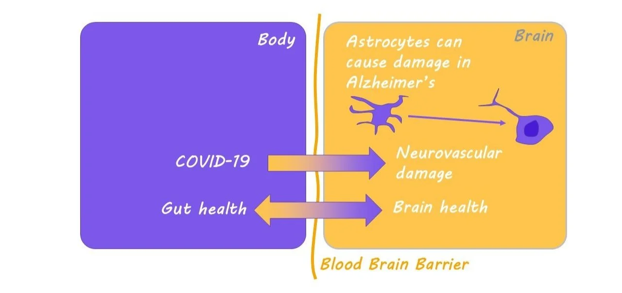How the Immune System Interacts with Our Brains — BrainPost | Easy-to ...