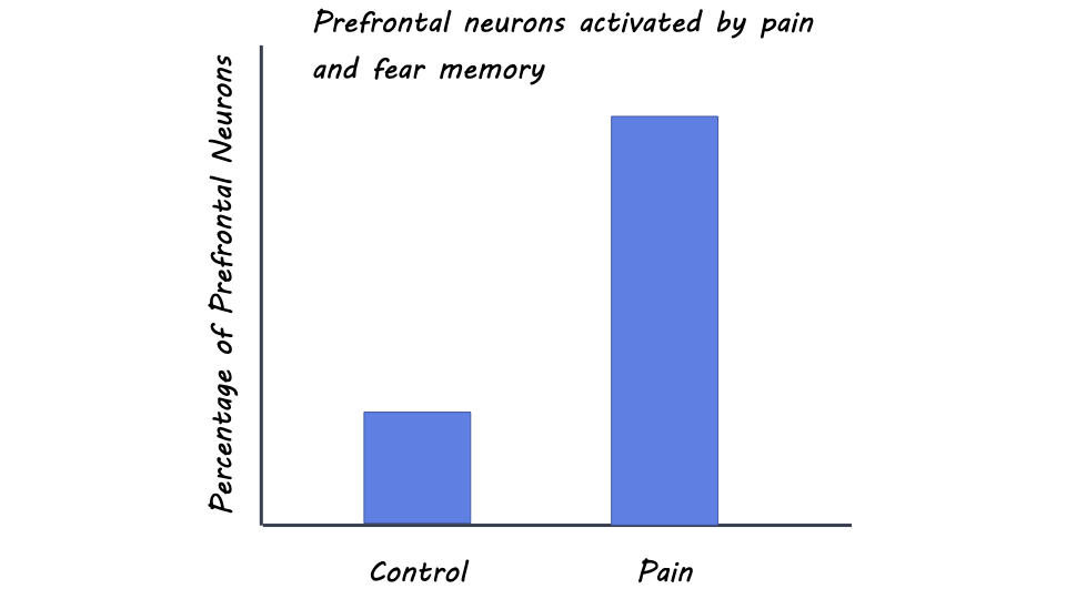 Prefrontal Neurons Regulate the Relationship Between Fear Memory and ...