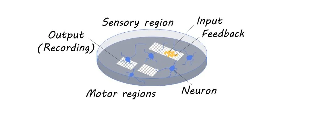 Neurons Receiving Input From a Computer Chip Demonstrate Learning in a ...