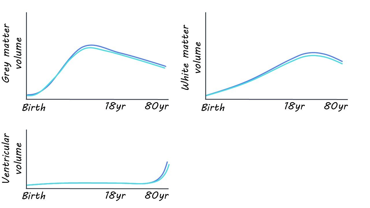The Brain Dynamically Changes Size Throughout Life — BrainPost | Easy ...