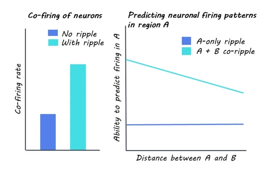 Firing in Rhythm: Simultaneous Ripples Across Distant Brain Regions ...