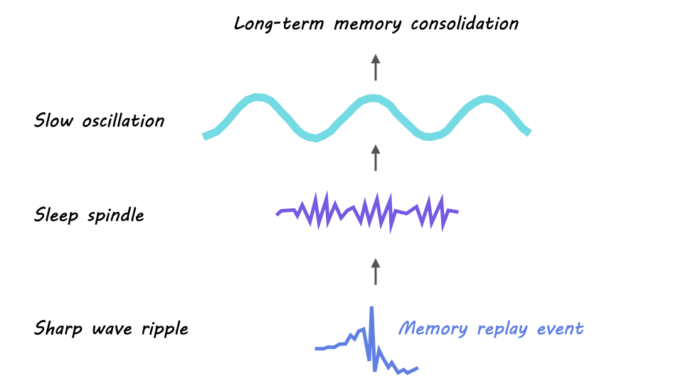 How Do Sleep Oscillations Promote Long-Term Memory Storage? — BrainPost ...