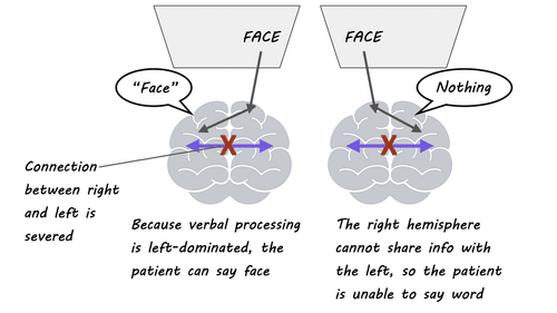 Myths and Facts: Left-Brain, Right-Brain Function, Learning Styles and ...