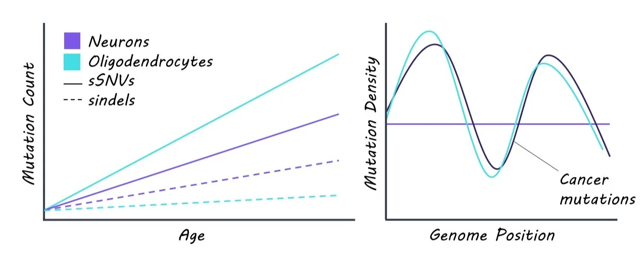 Different Patterns Of Gene Mutation In Neurons And Glia During Aging — Brainpost Easy To Read