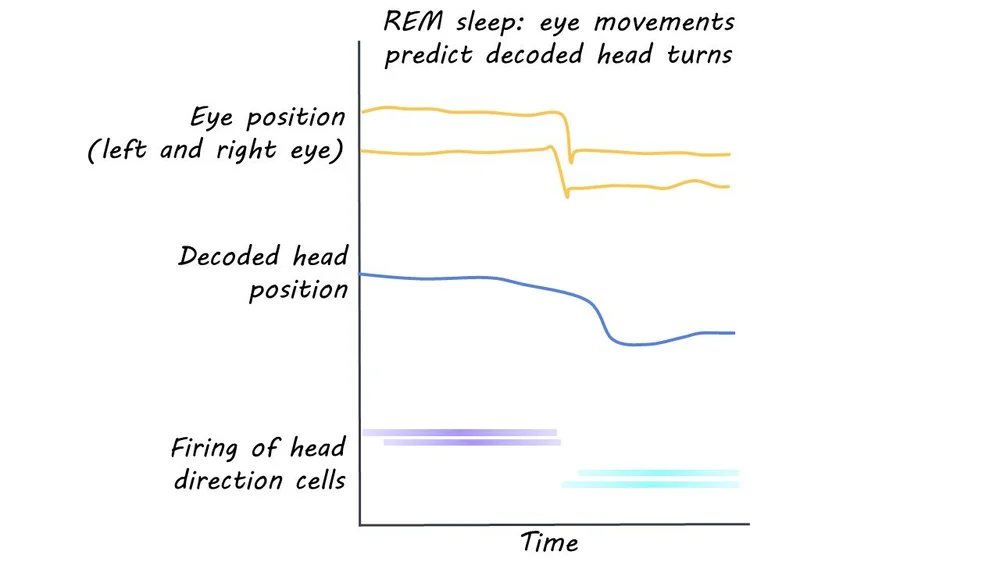 Eye Movements During Sleep May Represent Head Movement in the Virtual ...