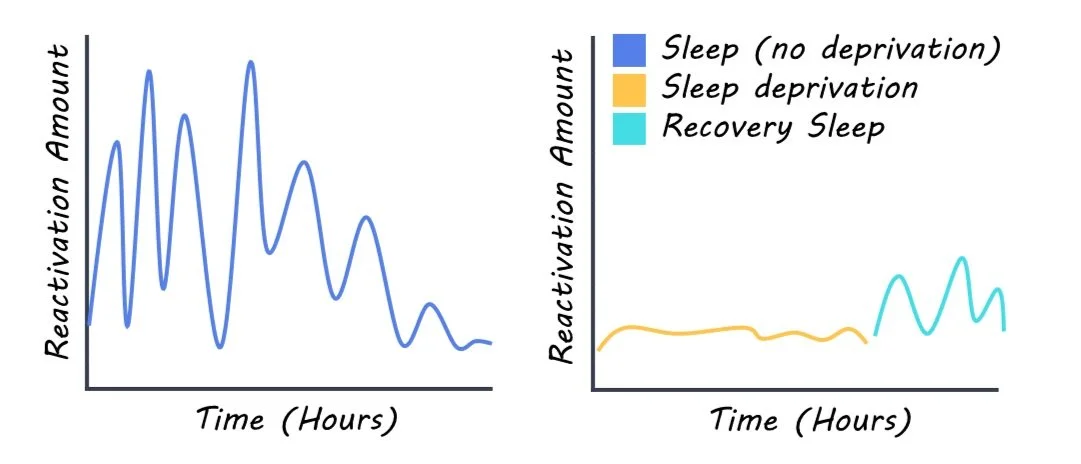 Weekly BrainPost — BrainPost | Easy-to-read summaries of the latest ...